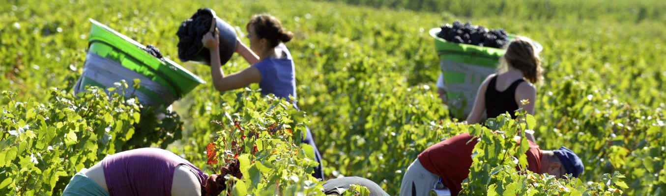 Travailler en milieu rural : non, il n'y a pas que les vendanges